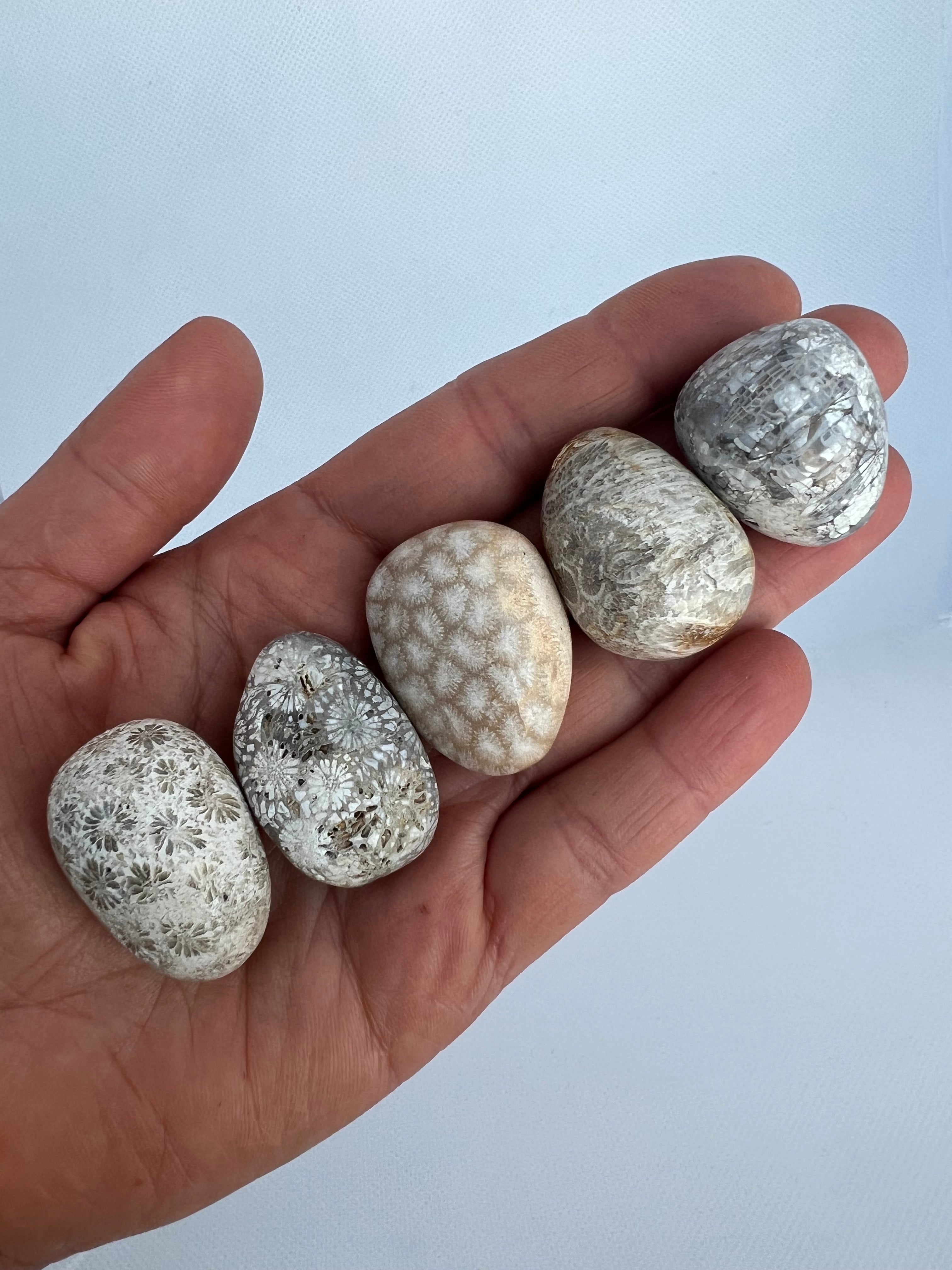 Fossil Coral Egg – The Dream Merchants